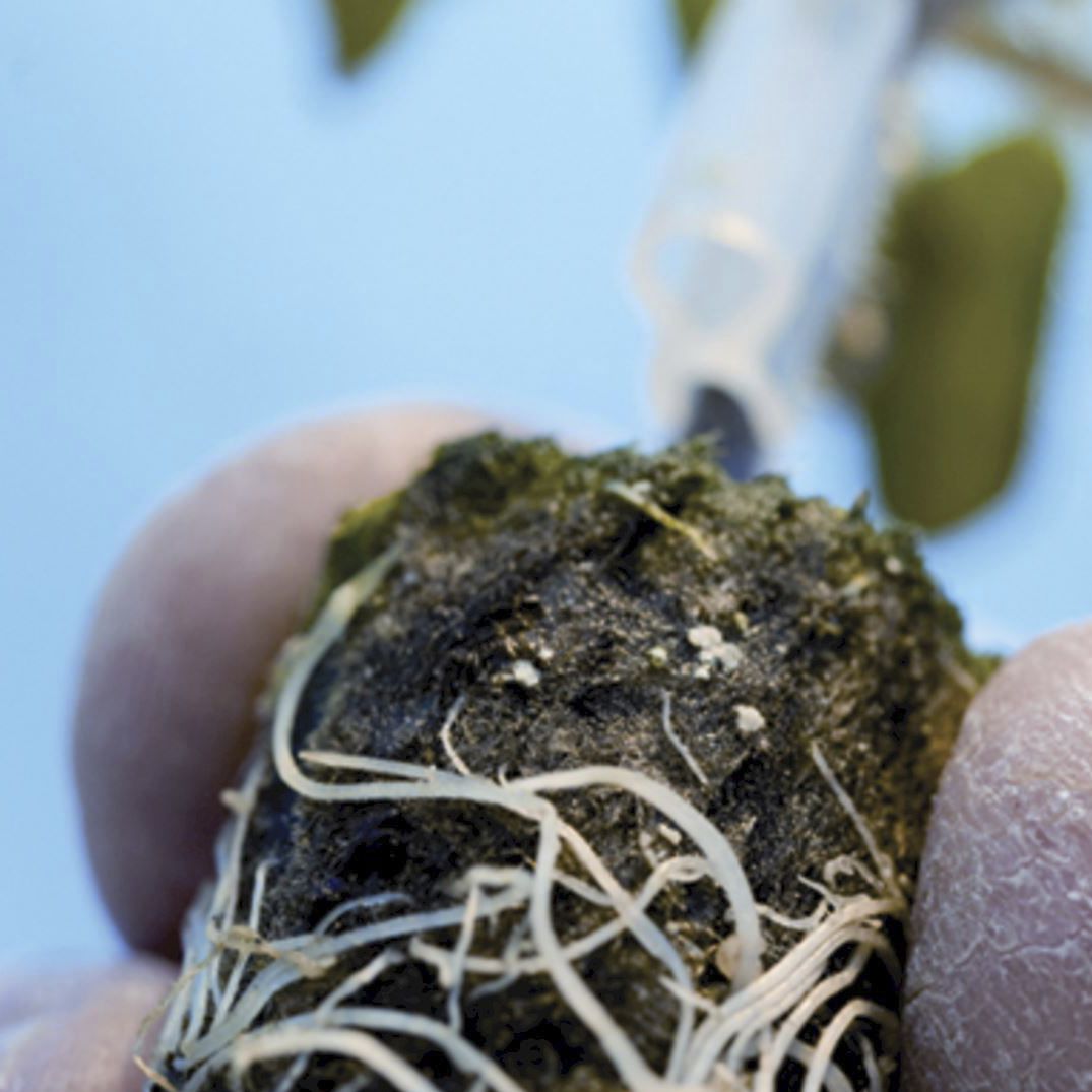 Sustrato lana mineral - PRO PLUG - GRODAN - a granel