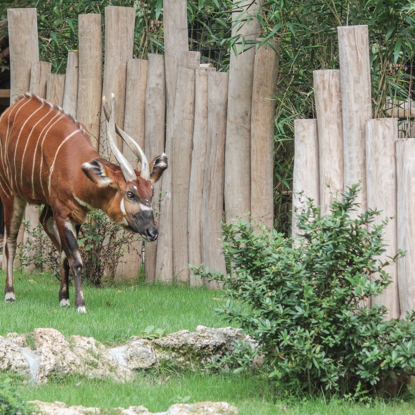 Cerca de láminas - ROBINIE - Braun Wuerfele - para cercado de animales ...