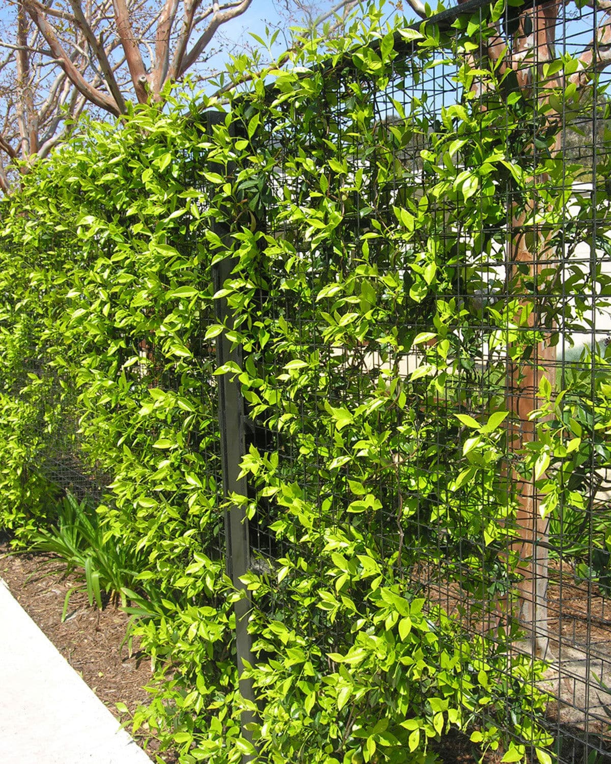 Muro vegetal de panel modular / biológico / de exterior - greenscreen